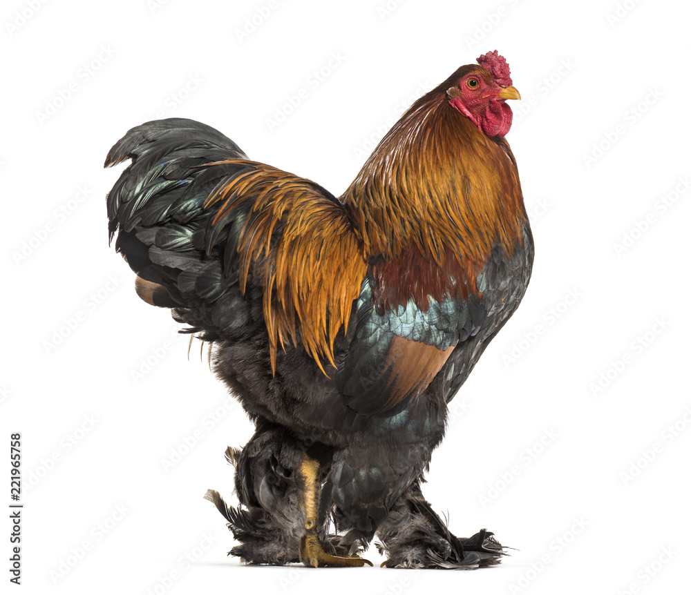 Brahma Rooster, standing against white background Stock Photo | Adobe Stock