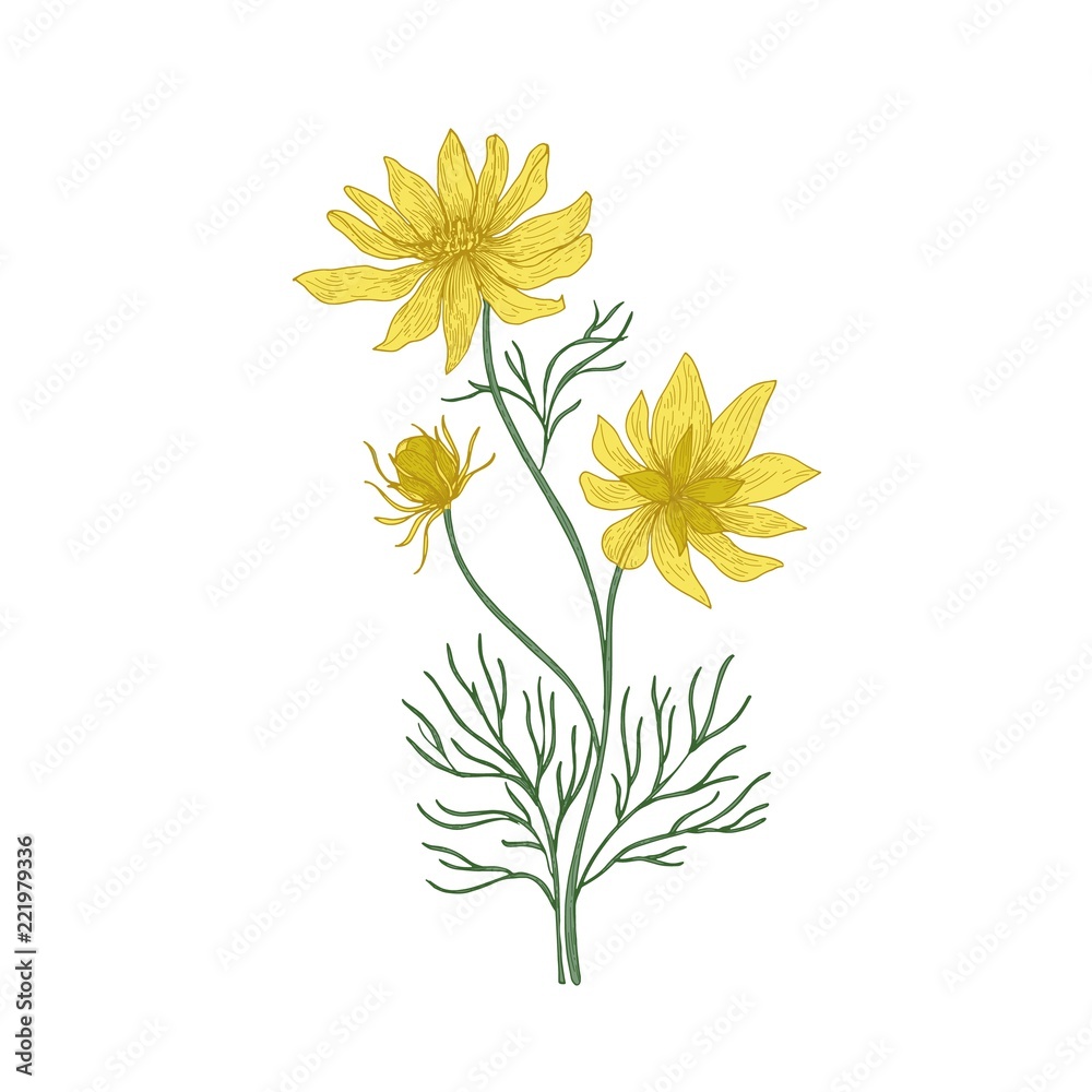 Adonis Flower Drawing