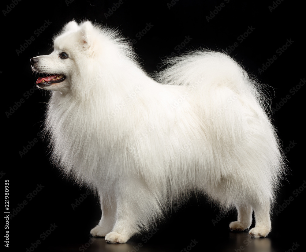 Japanese Spitz Black