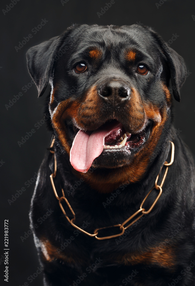 Are There All Black Rottweilers