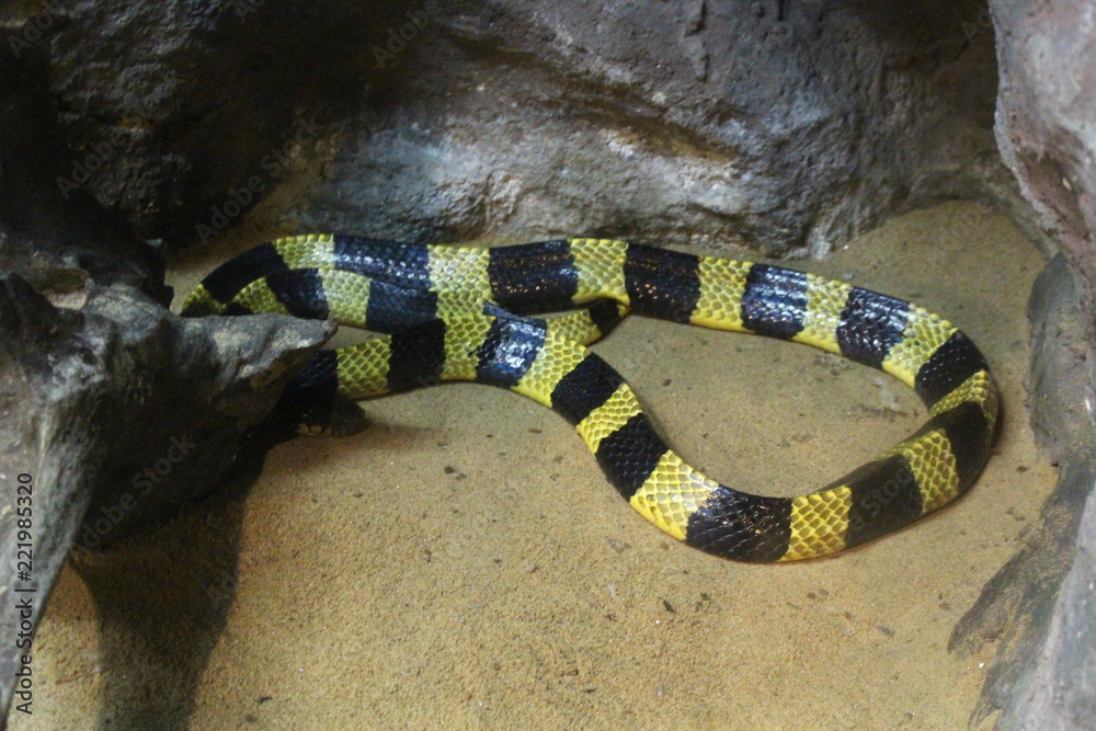 Banded krait (Bungarus fasciatus) Stock Photo | Adobe Stock