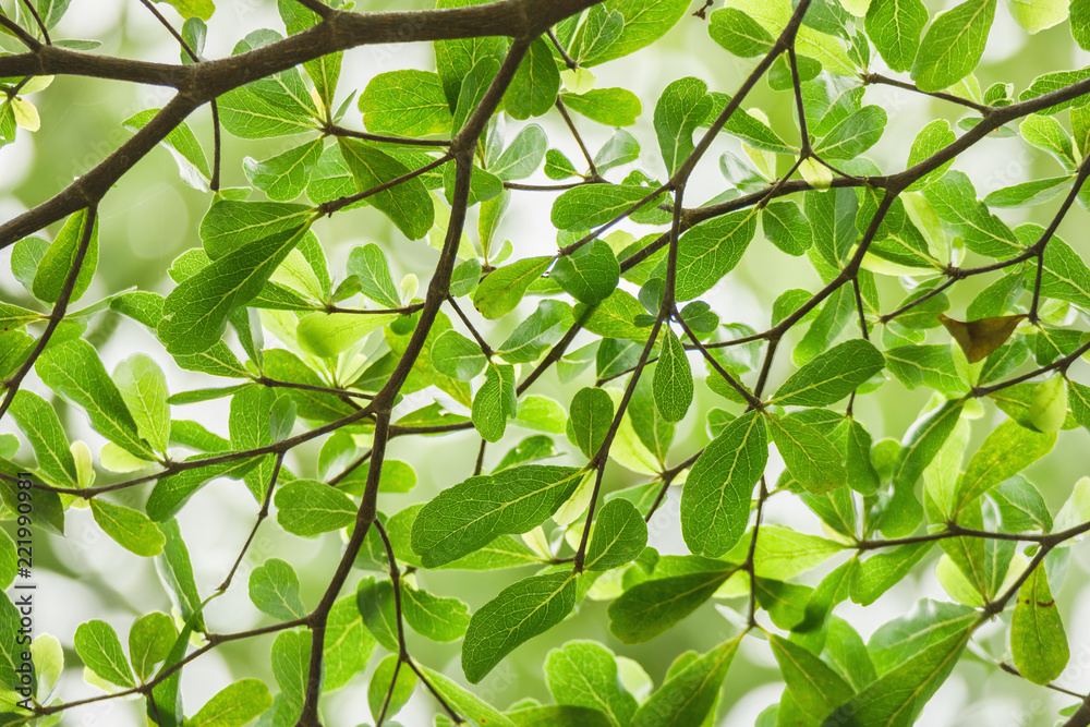Foto de green leaf background of Terminalia ivorensis tree or Ivory ...