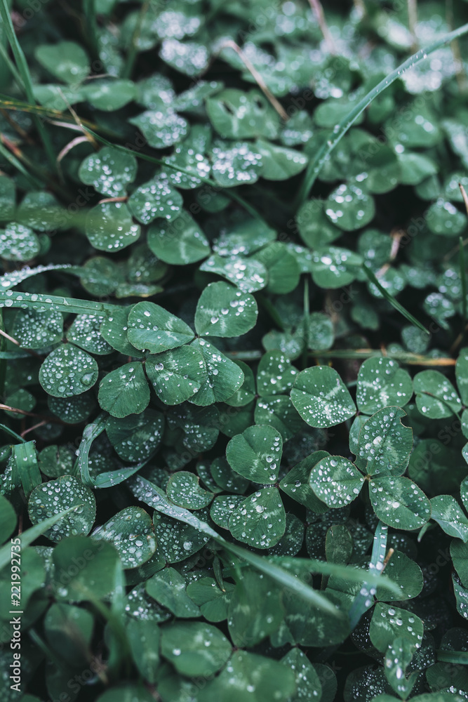 Trèfles Stock Photo | Adobe Stock