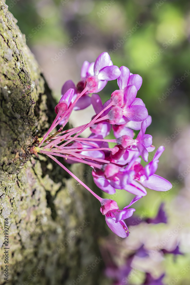 Closed up of pink Judas tree buds, Judasbaum, Eastern redbud tree ...