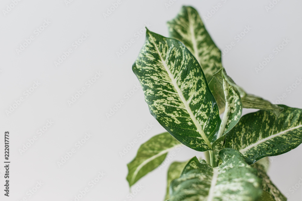 Dieffenbachia on light white background. Home and gardnen concept ...