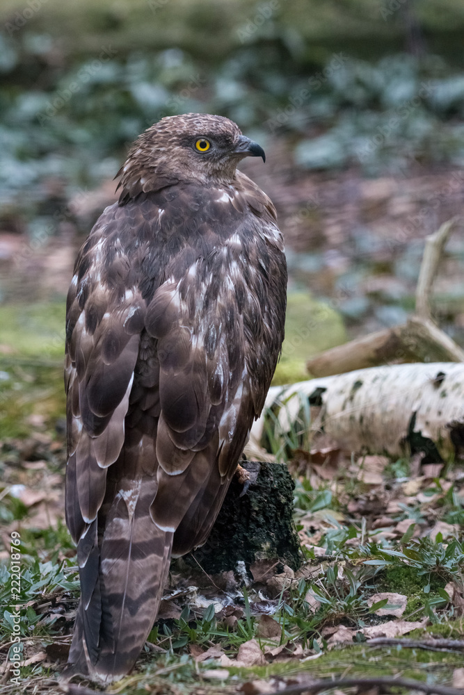 Portrait of European honey buzzard (Pernis apivorus) also known as ...