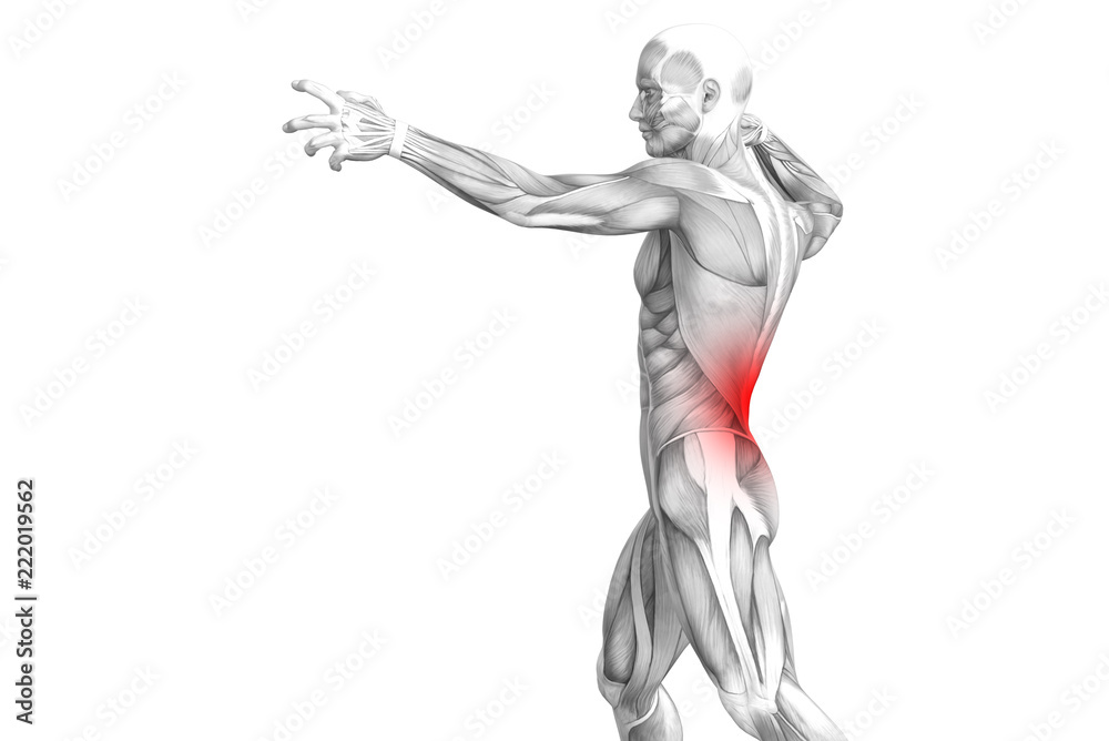 Conceptual back human anatomy with red hot spot inflammation articular ...