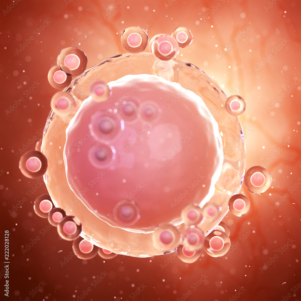 3d rendered medically accurate illustration of an unfertilized egg cell ...