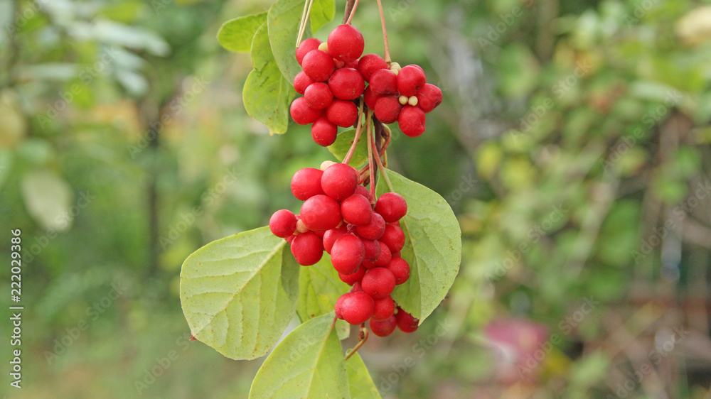 Branches of red schisandra. Schizandra chinensis plant with fruits on ...