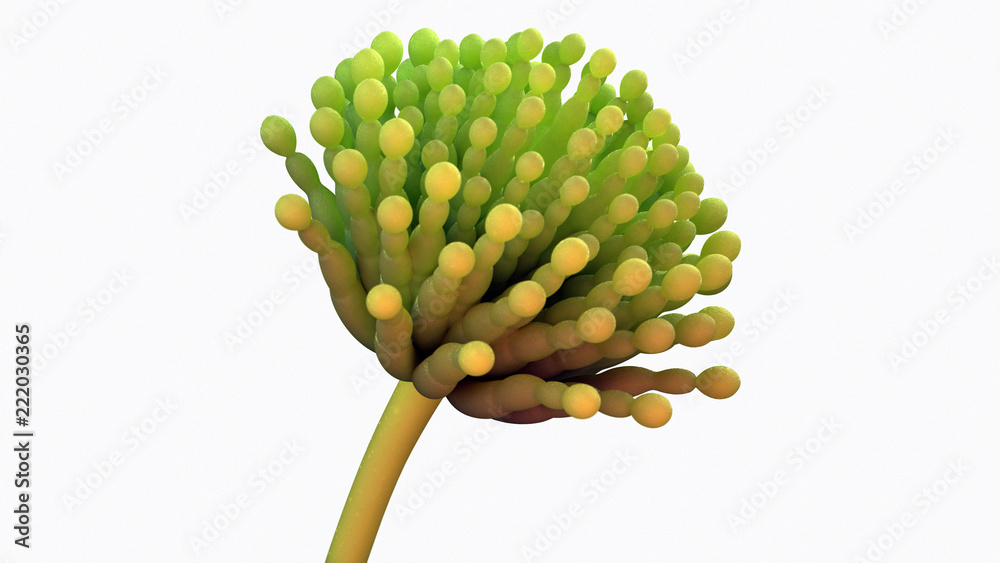 3d rendered medically accurate illustration of aspergillus mold Stock ...