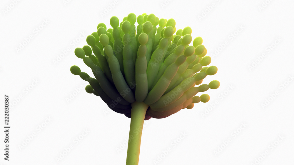 3d rendered medically accurate illustration of aspergillus mold Stock ...
