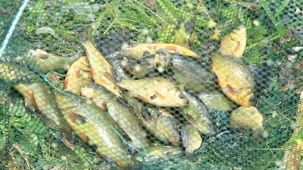 Caught tench and crucians. Successful fishing. Rich catch of fishes ... Caught tench and crucians. Successful fishing. Rich catch of fishes ...