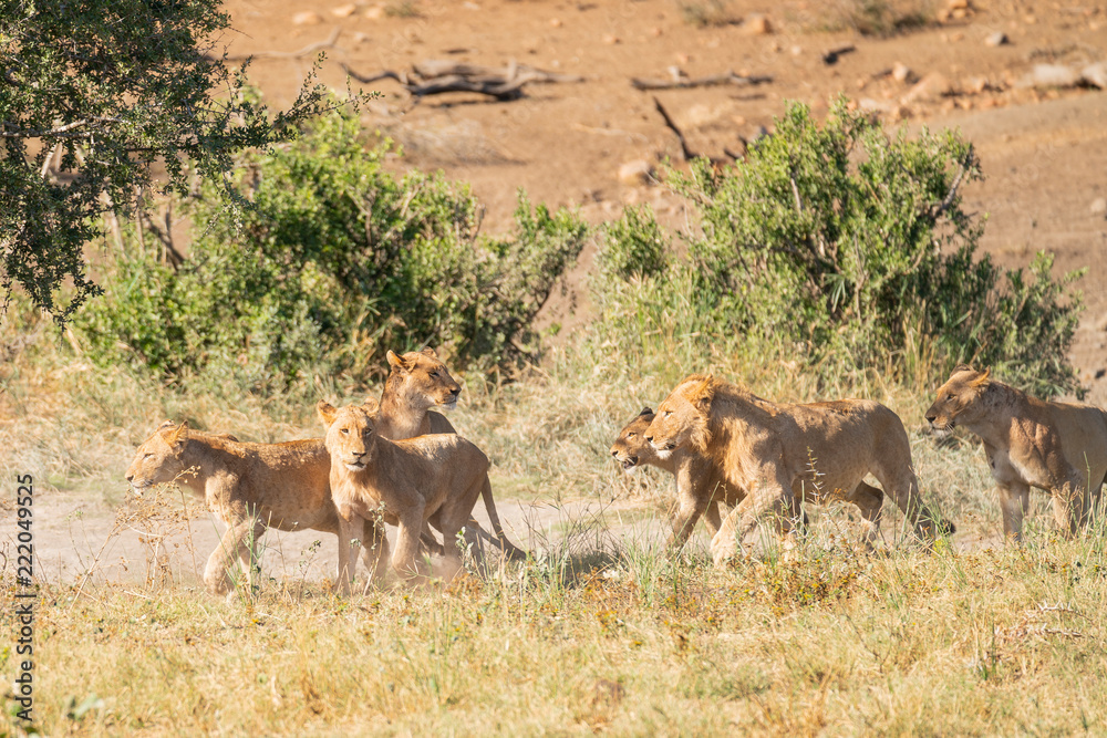 Pack Of Lions Running