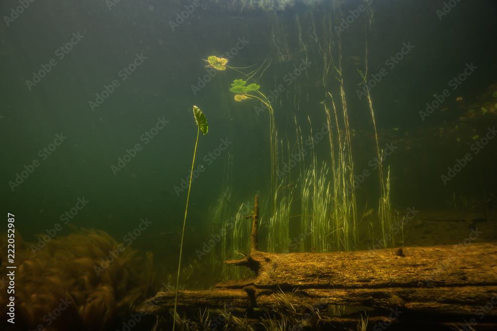 Dark and moody underwater scene at the bottom of a lake. Taken in ...