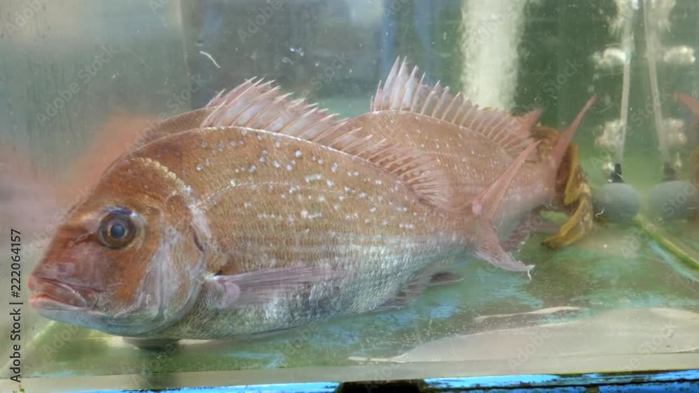 two live snapper fish in a tank at tsukiji market in tokyo, japan vídeo ...