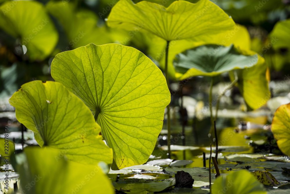 Lotus Flower, The Blue Lotus Garden Stock Photo | Adobe Stock