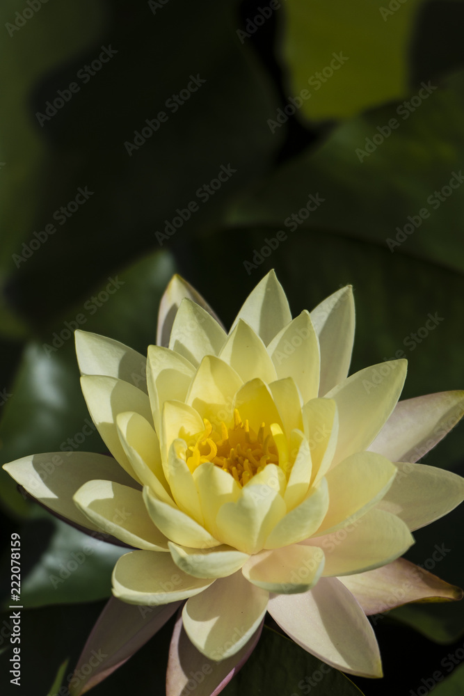 Lotus Flower, The Blue Lotus Garden Stock Photo | Adobe Stock