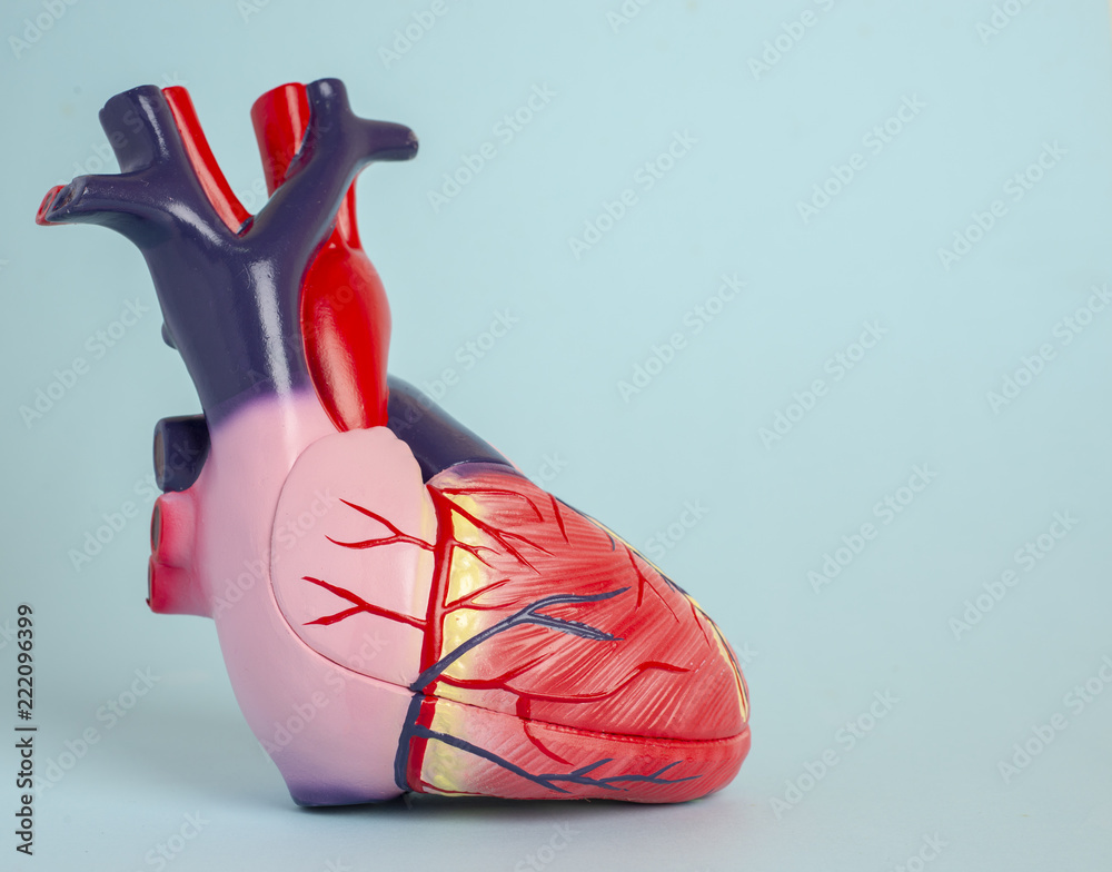 Sideways of isolated model of a human heart on light blue background ...