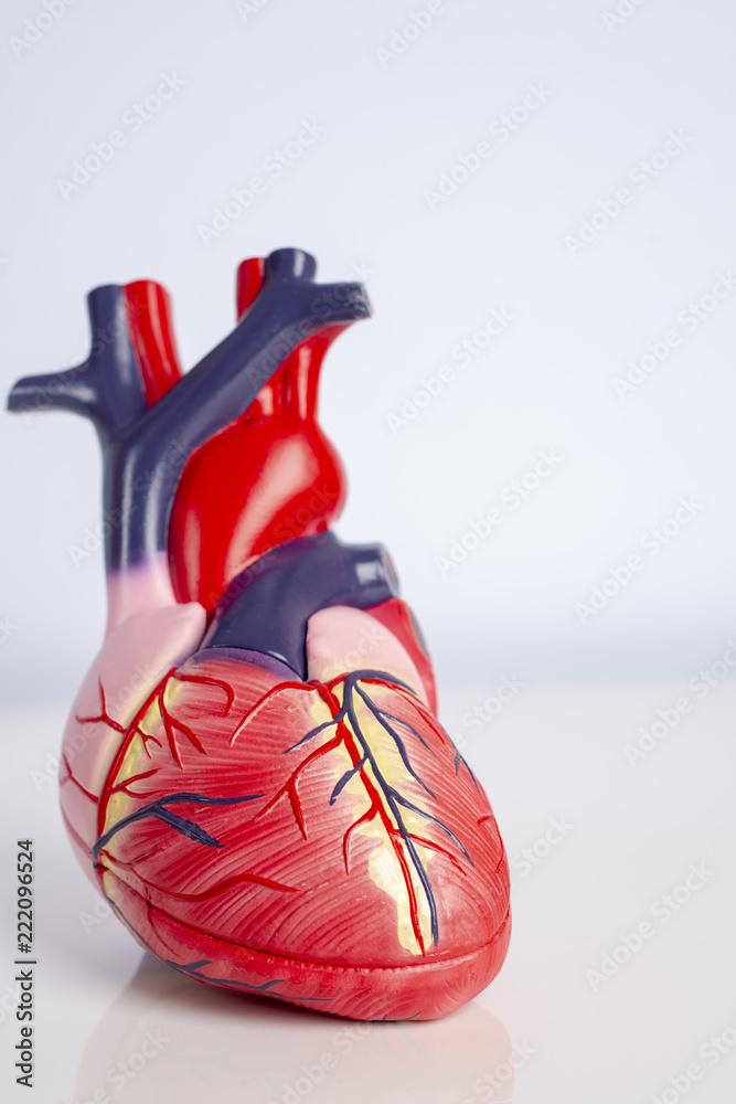 Isolated model of a human heart on white background. Stock Photo ...
