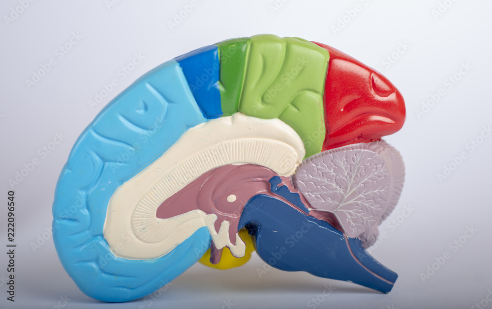 Colorful cross section of human brain anatomy. Stock Photo | Adobe Stock