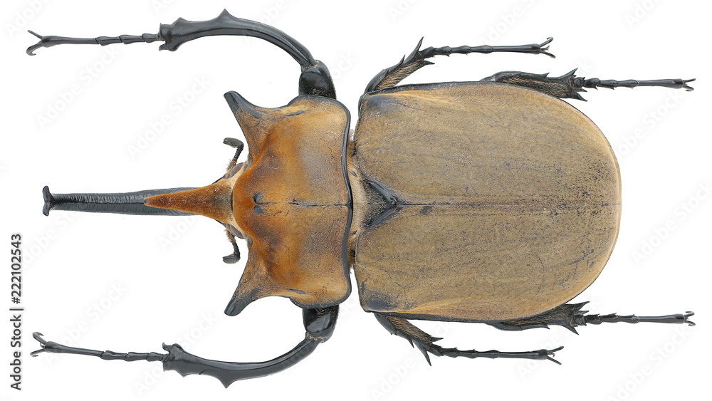 Megasoma elephas-a rhinoceros beetle (Dynastinae) Stock Photo | Adobe Stock