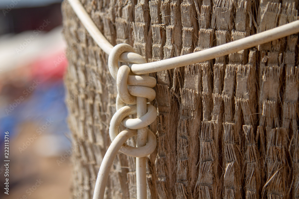 Knot, tied on a palm tree. Many knots tied on a tree. Several turns of ...