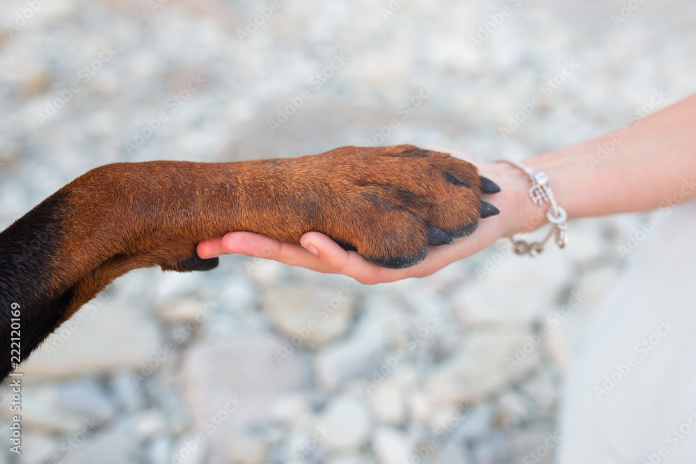paw in hand, human hand and dog paw Stock Photo | Adobe Stock