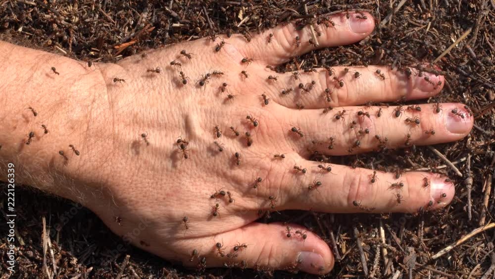 Man hand in an anthill. Big anthill with colony of ants and people hand ...