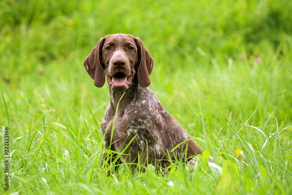 German Shorthaired Pointer Brown And White