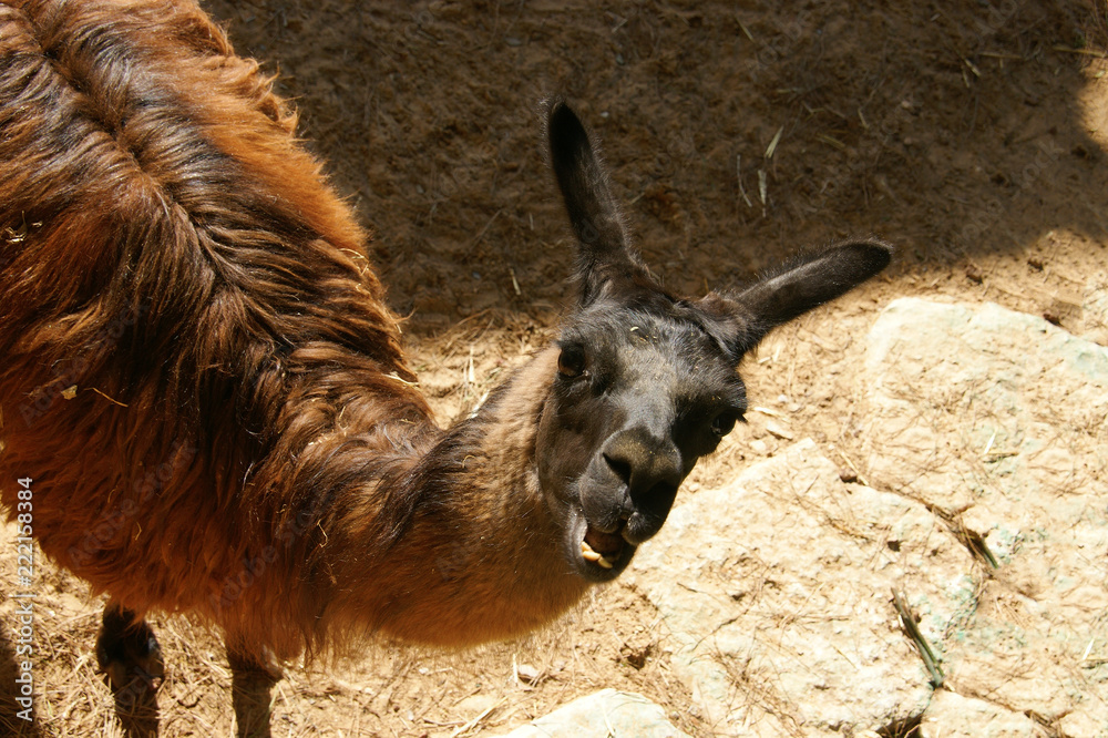 lama animal. a very curious lama Stock Photo | Adobe Stock