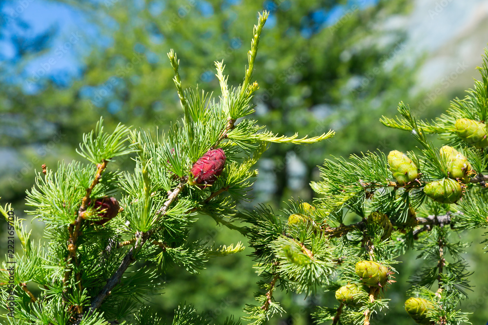 Foto de Young red cones of cedar. Young succulent shoots of cedar tree ...