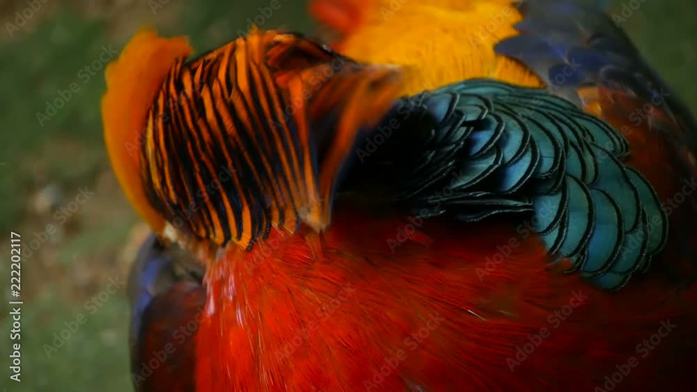 Magnificent elegant male of Chinese Red Golden pheasant, Chrysolophus ...
