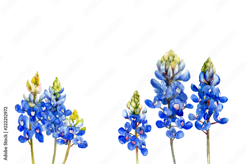 Bluebonnet Illustration