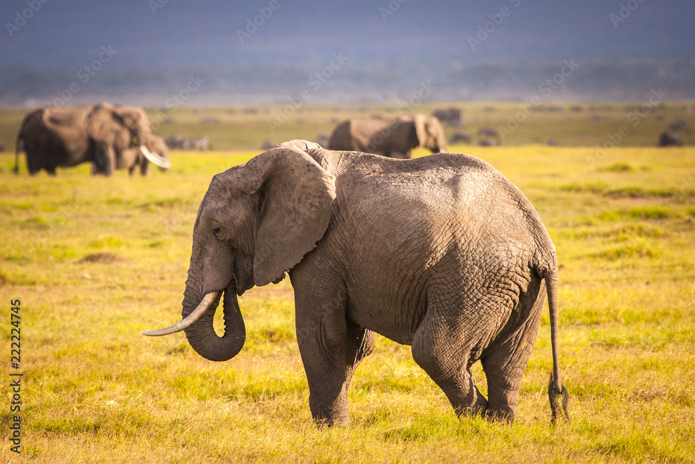 Elephant in the rays of the sun. African elephant. Side of Kenya ...