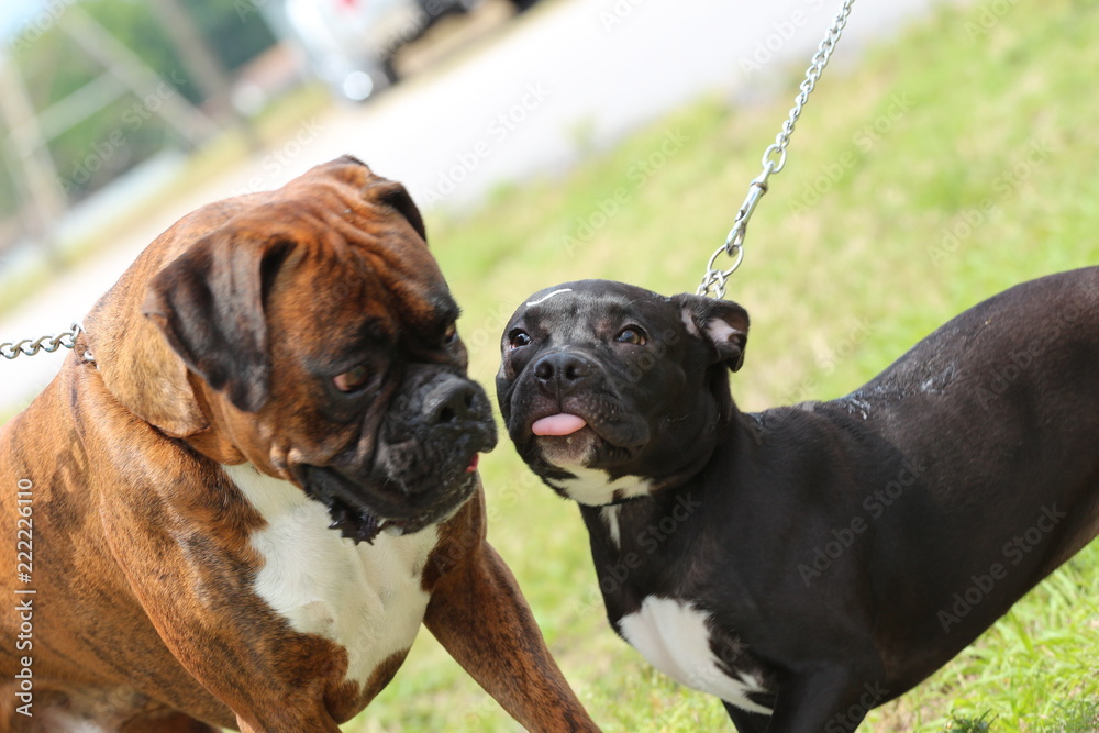 Goofy Funny Face of Two Dogs Playing Stock Photo | Adobe Stock