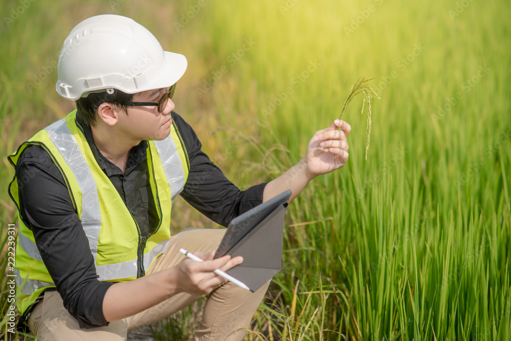 Asian male agronomist or agricultural engineer holding rice spike ...
