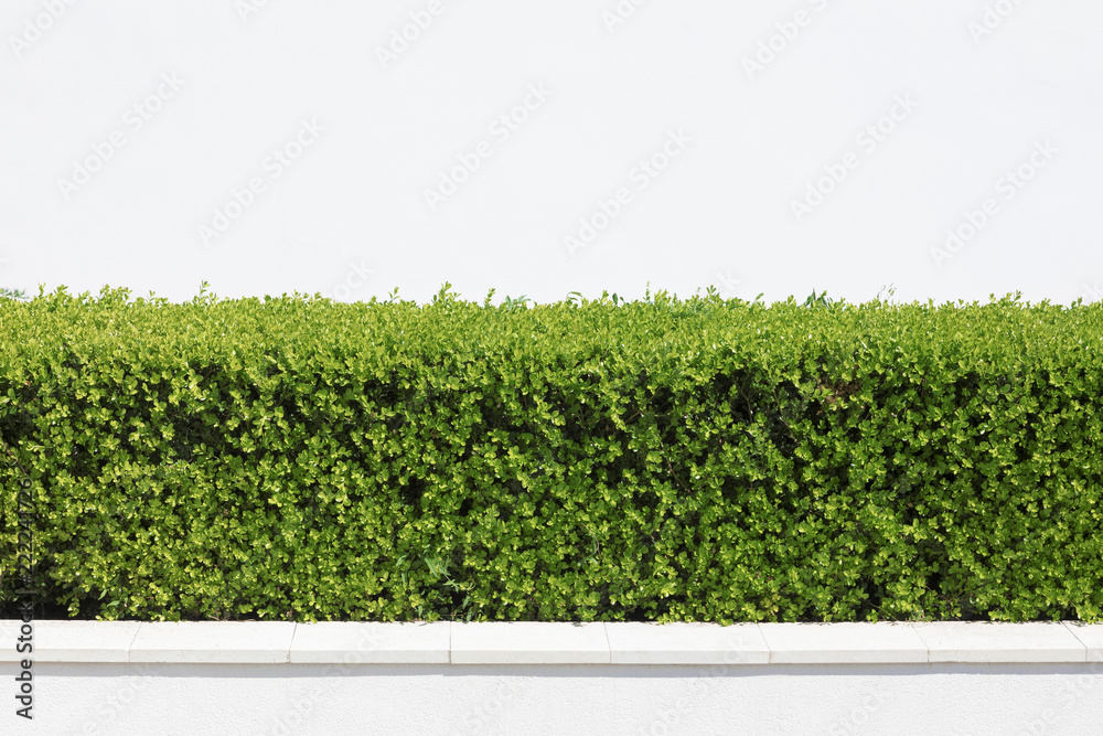 Cespuglio verde con muro bianco di sfondo Stock Photo | Adobe Stock