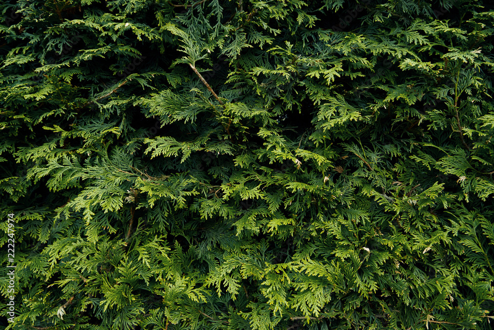Tui branches, vegetative green background. Twigs of green thuja. Fresh ...