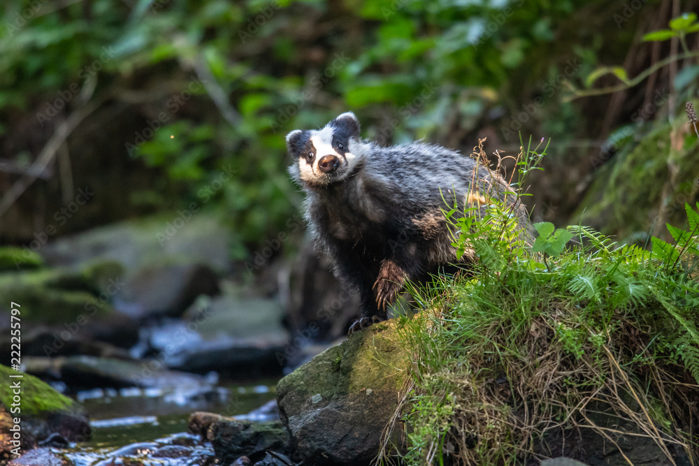 Badger in forest, animal in nature habitat, Germany, Europe. Wild ...