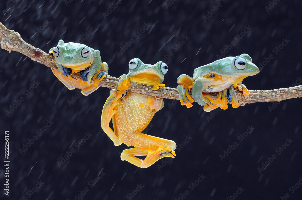 flying frog, frogs, tree frog, Stock Photo | Adobe Stock