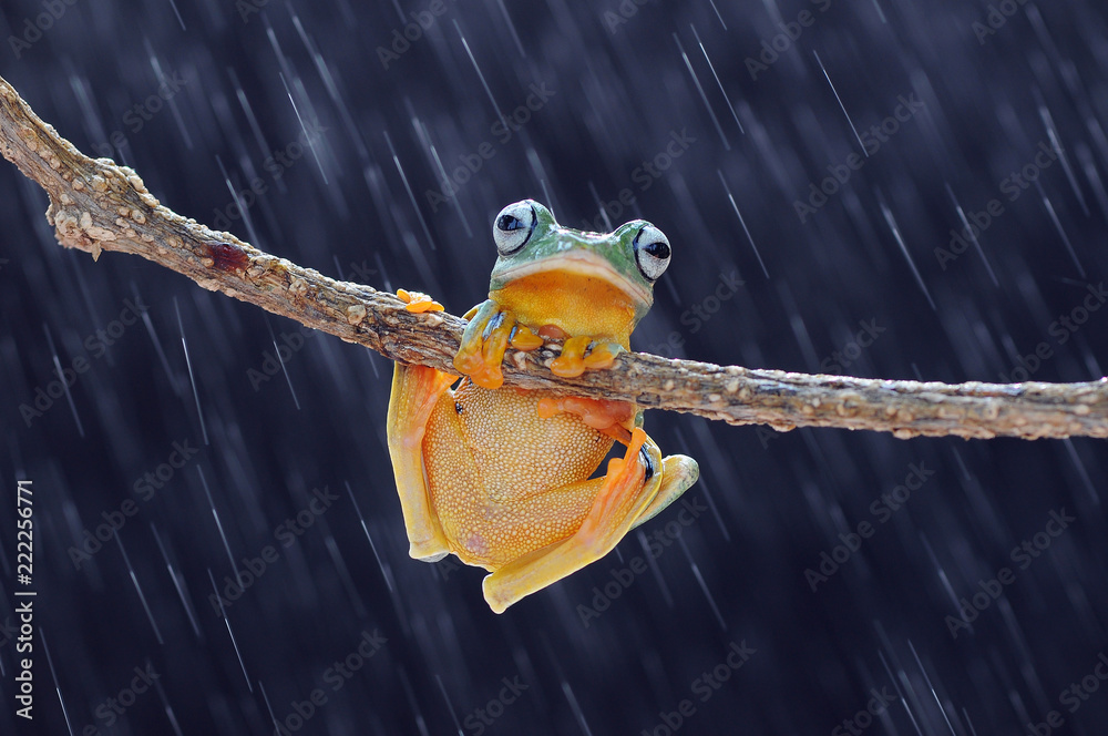 flying frog, frogs, tree frog, Stock Photo | Adobe Stock