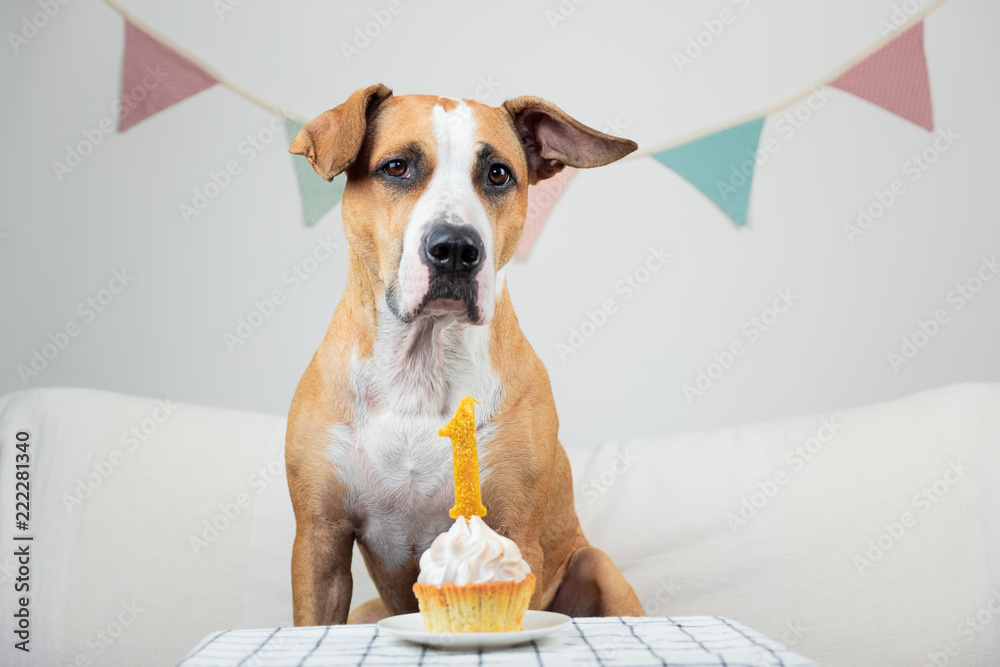 Cute Puppies Eating Cupcakes