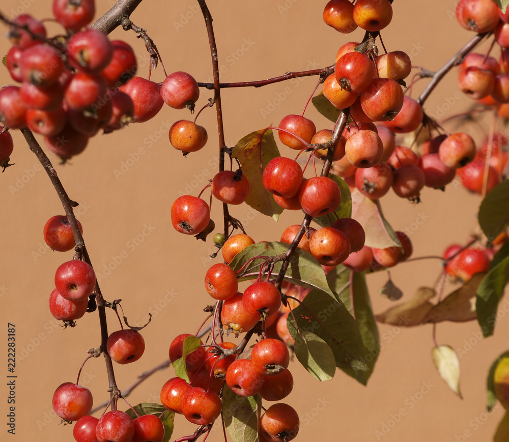 Malus baccata. Petites pommes de pommier d'ornement ou pommier ...