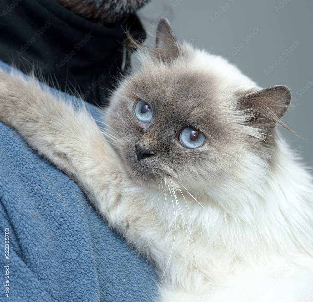 Gray Himalayan Cat