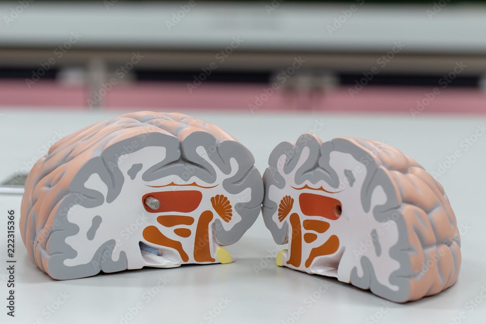 Human brain model for education in laboratory. Stock Photo | Adobe Stock