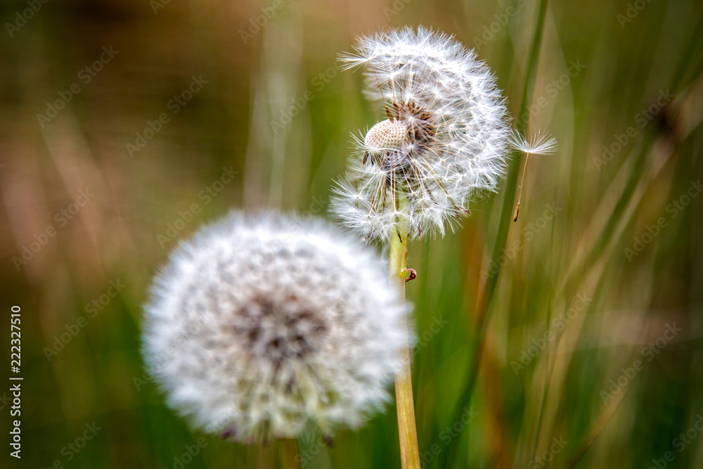 Dandelion with seeds dispersing and blowing away in the wind ...