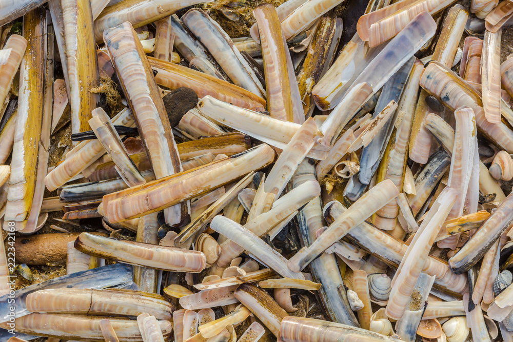 deposit of razor clam shells on the dutch coastline of the northsea ...