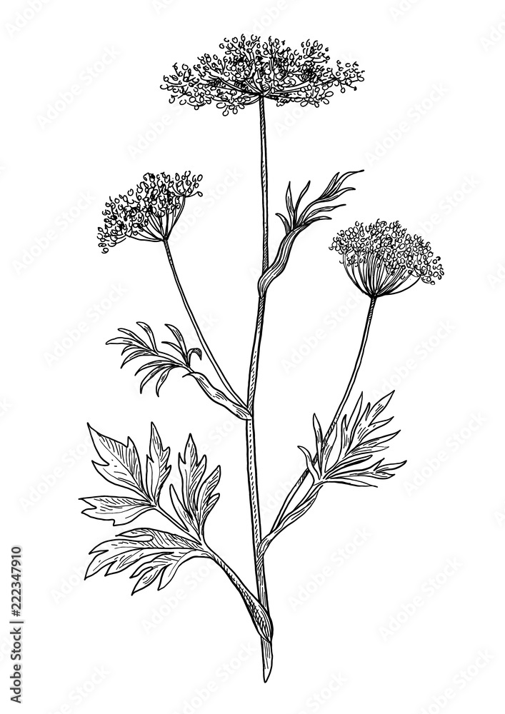 Anise plant illustration, drawing, engraving, ink, line art, vector ...