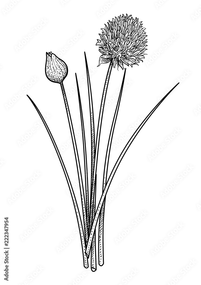Chives illustration, drawing, engraving, ink, line art, vector Stock ...