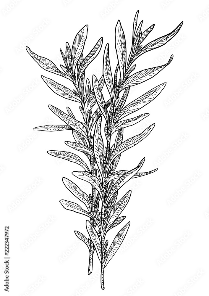 Tarragon illustration, drawing, engraving, ink, line art, vector Stock ...